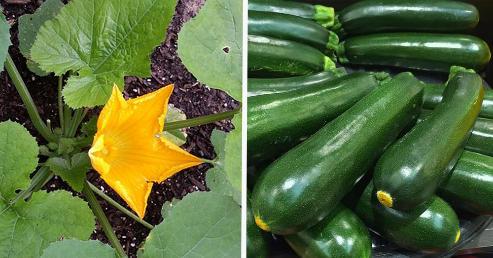 Zucchini Cultivation, Farming Practices In India Agri Farming | atelier ...