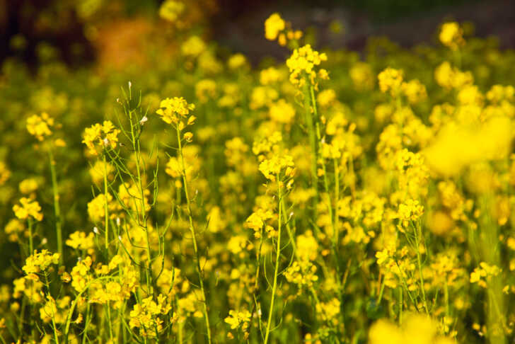 Poor Man Spices — How People In The Past Actually Seasoned Their Food ...