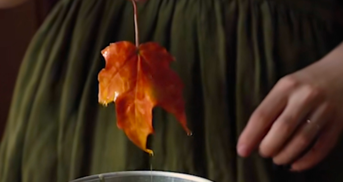 Preserve Fall Foliage Without Pressing Them | 12 Tomatoes