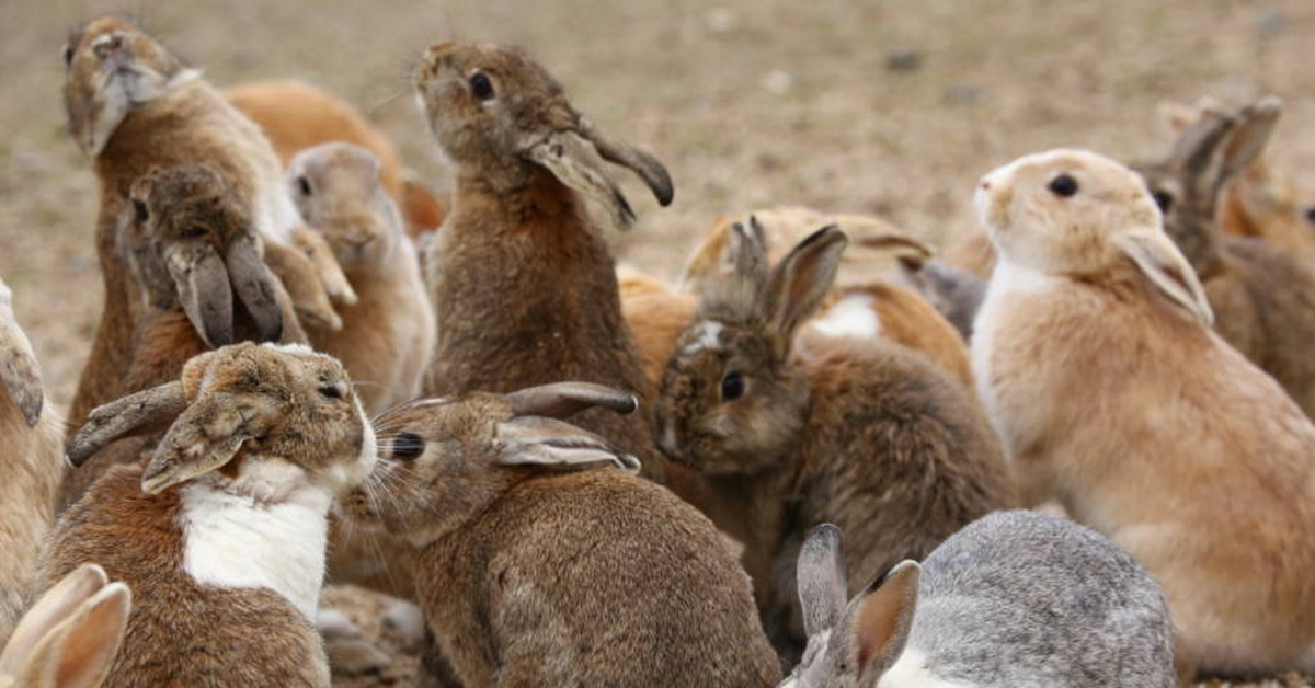 Jolene Real Story at Michelle Reis blog