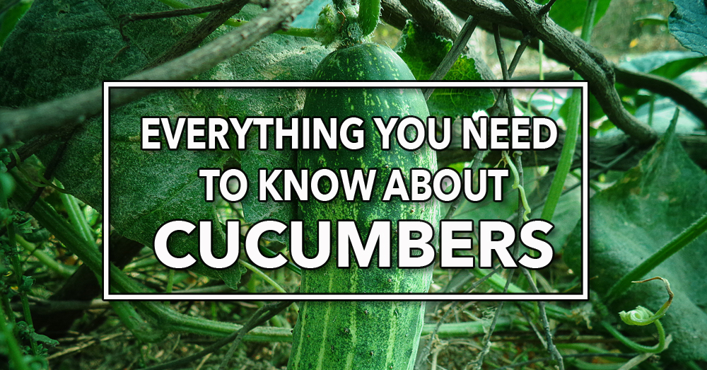 The Complete Cucumber Guide | Crafty House
