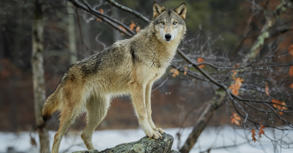 10 Weird Things You Never Knew About Tomatoes | Crafty House